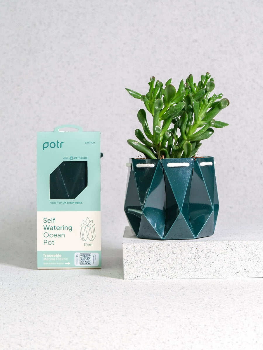 11cm Self-watering Ocean Pot | Deep Green – Hackney Essentials